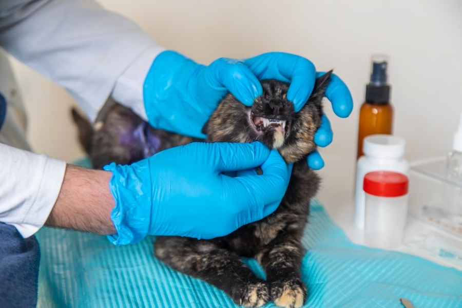 Top Tips for Keeping Your Cat’s Teeth Clean and Healthy